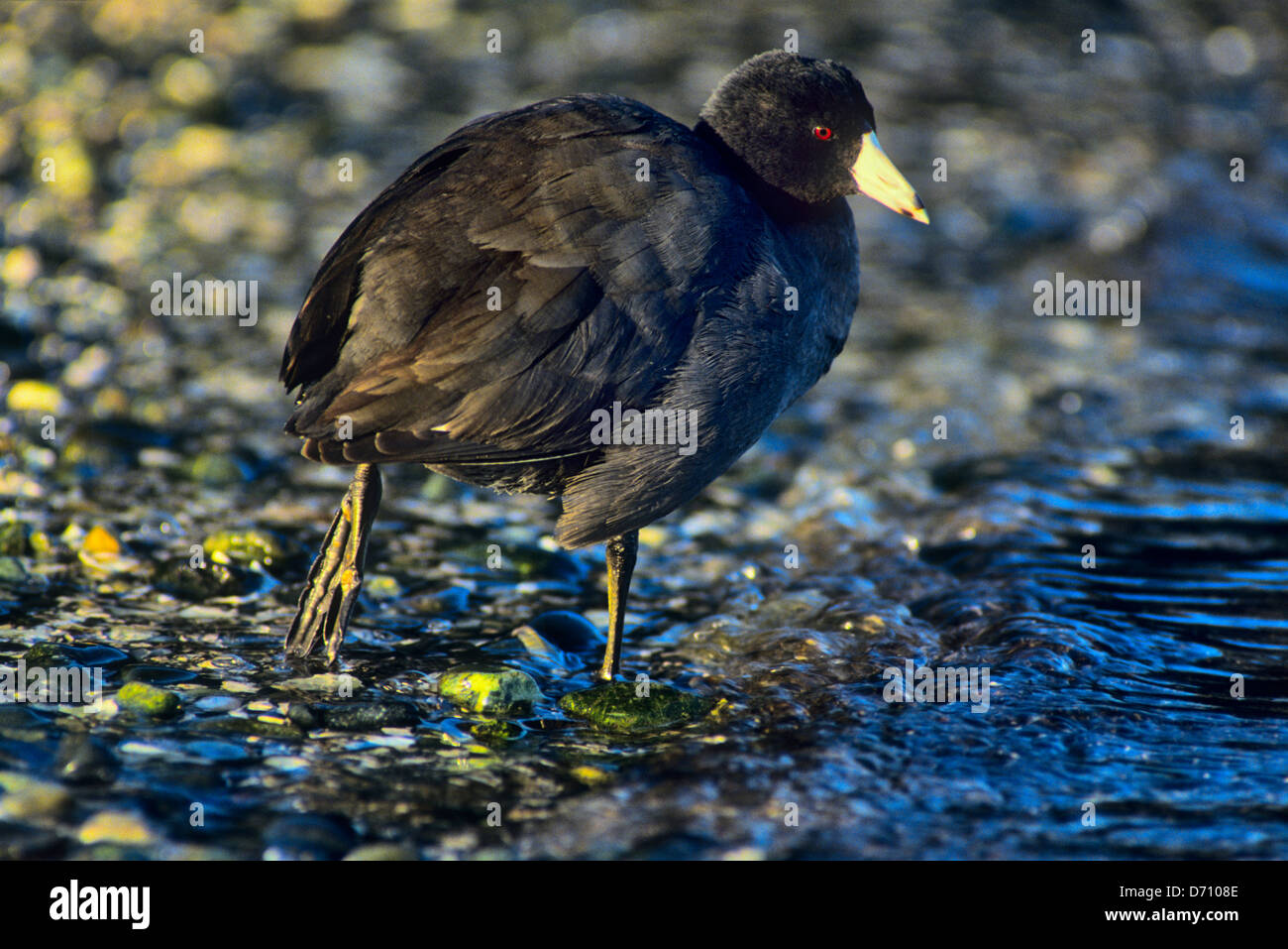 Canada, Vancouver Island, Coot duck on lakeshore Stock Photo - Alamy