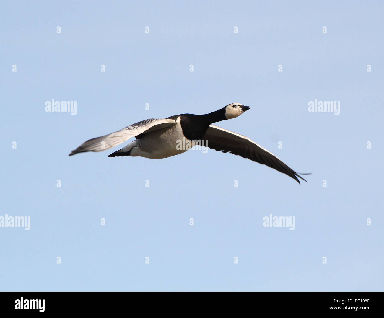 Barnacle Goose (Branta leucopsis) in flight Stock Photo - Alamy