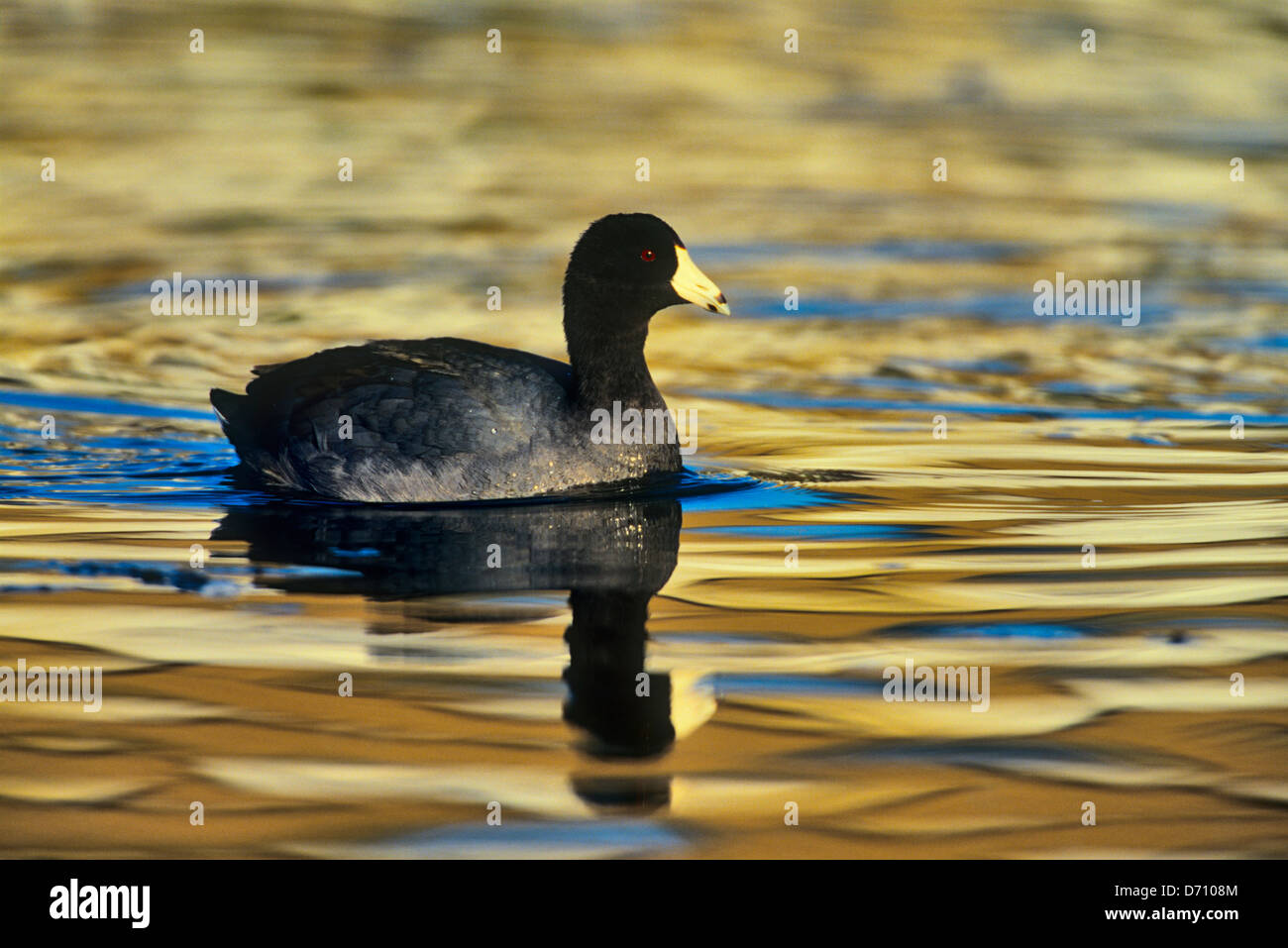 Canada, Vancouver Island, Coot duck in water Stock Photo - Alamy