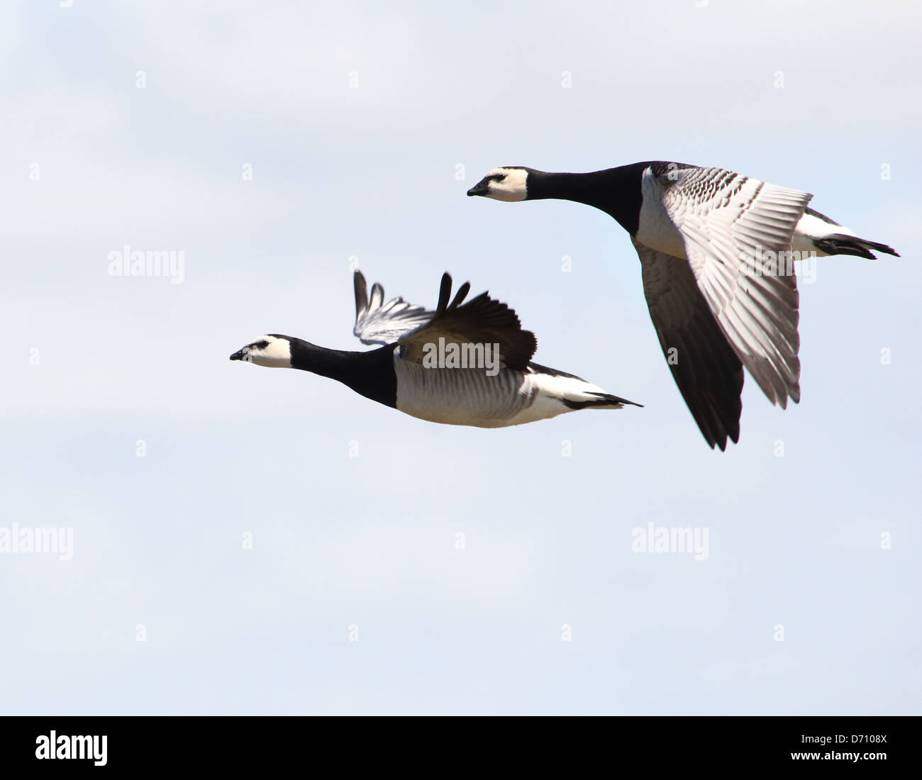Couple of Barnacle Geese (Branta leucopsis) in flight Stock Photo - Alamy
