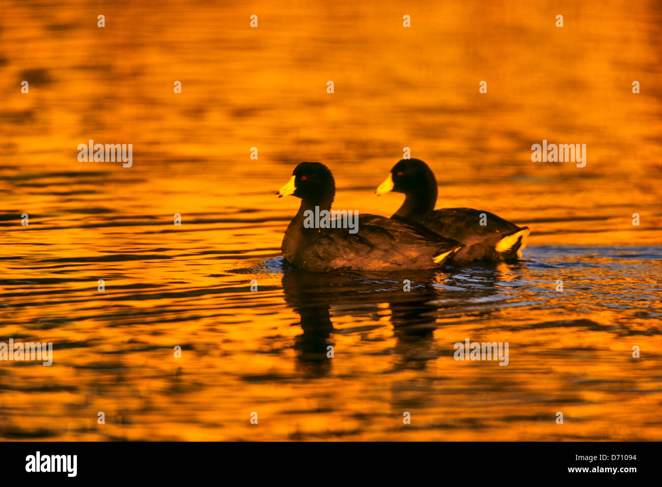 Canada, Vancouver Island, Pair of Coot duck in water Stock Photo - Alamy