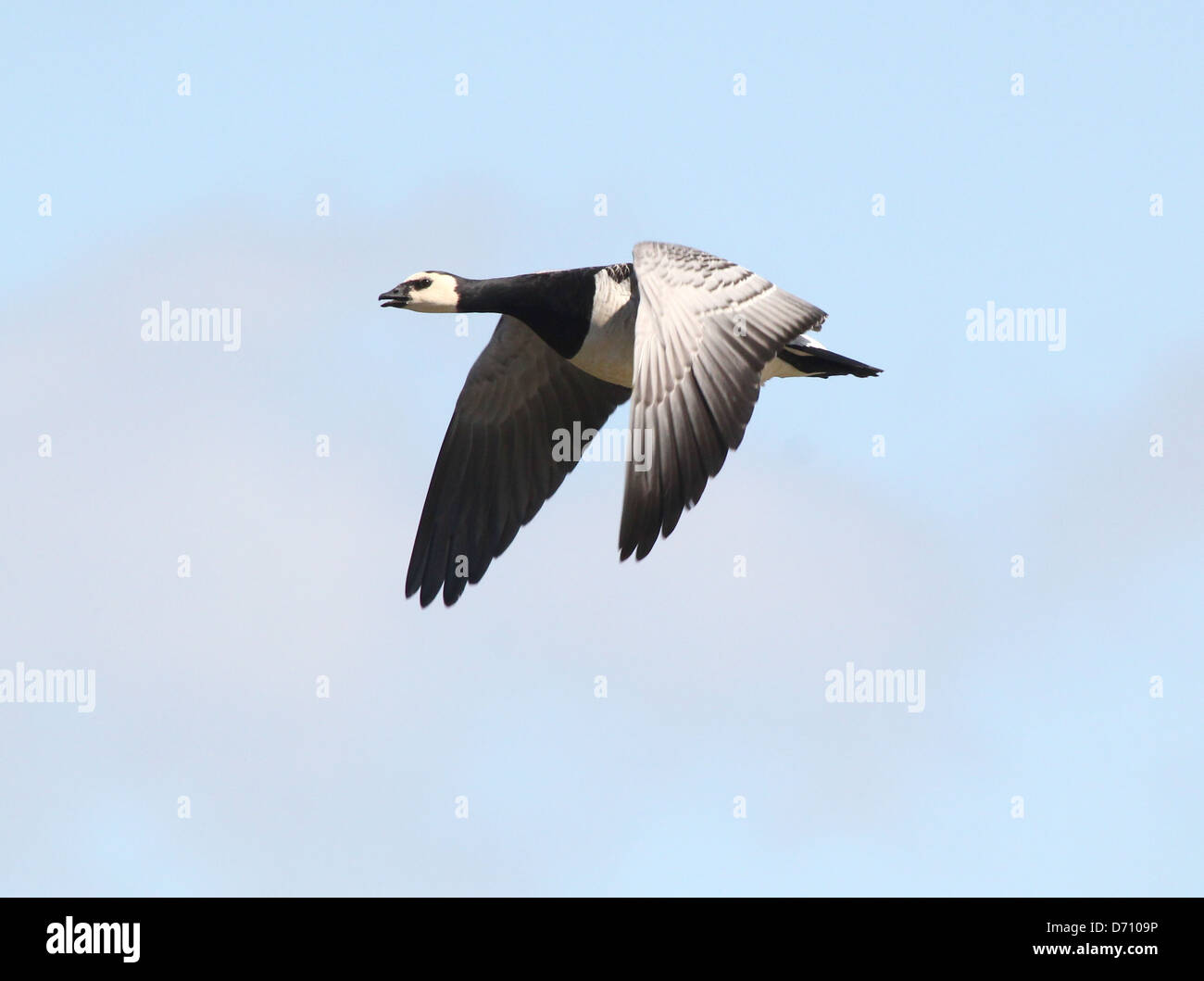 Barnacle Goose (Branta leucopsis) in flight Stock Photo - Alamy