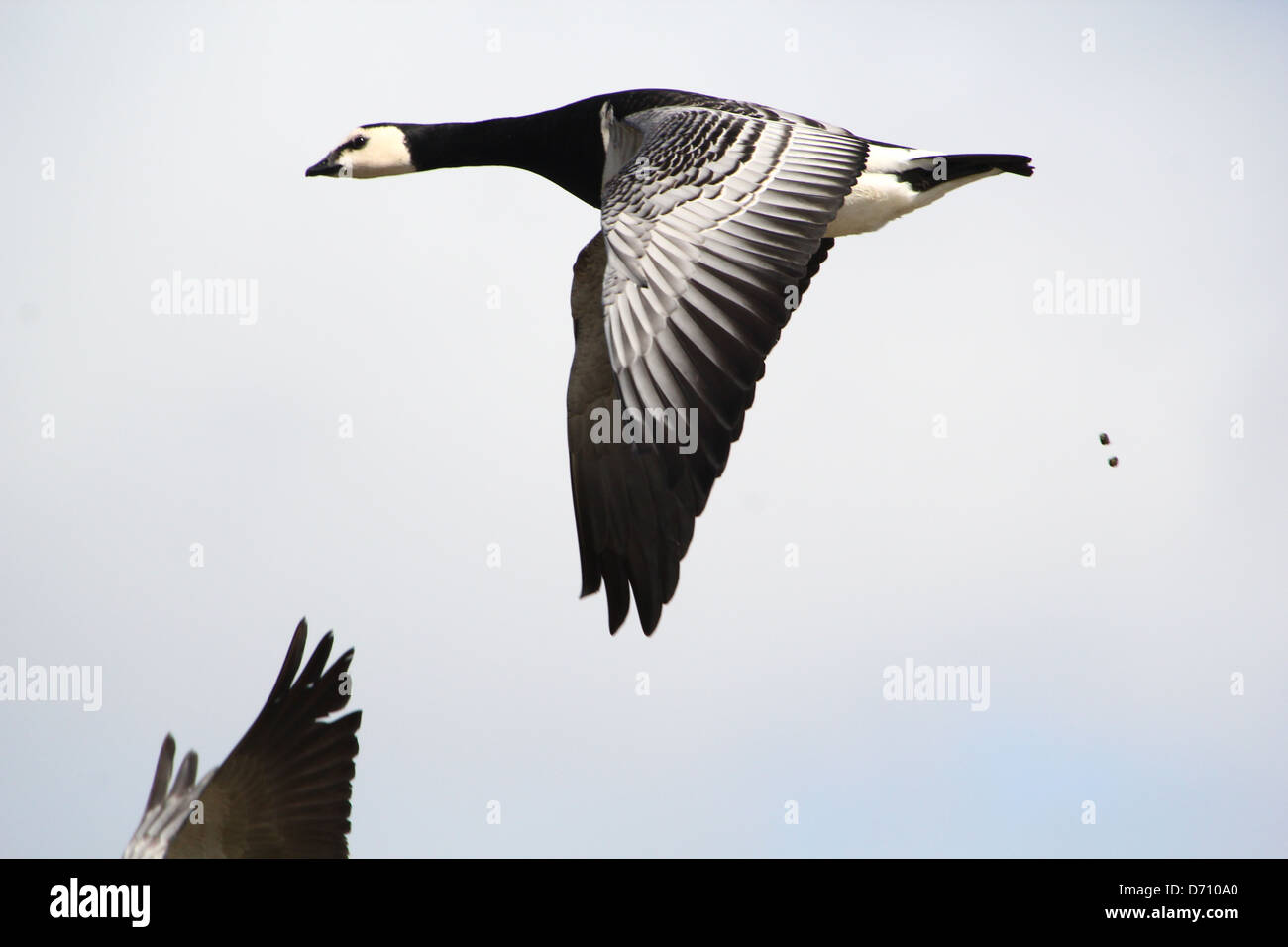 Barnacle Goose (Branta leucopsis) in flight Stock Photo - Alamy