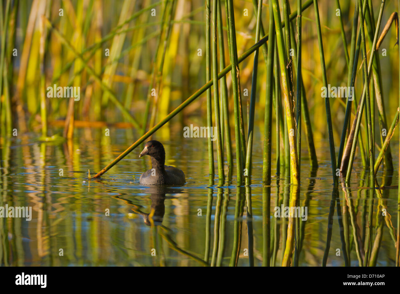 Canada, Vancouver Island, duck, coot Stock Photo - Alamy
