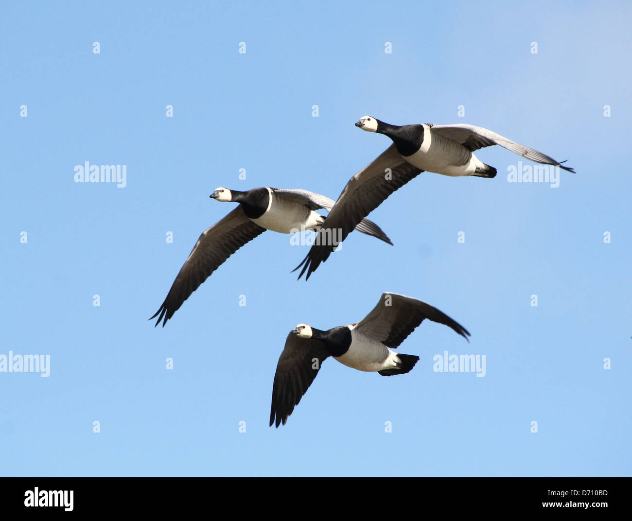 Barnacle geese leucopsis taking off hi-res stock photography and images ...
