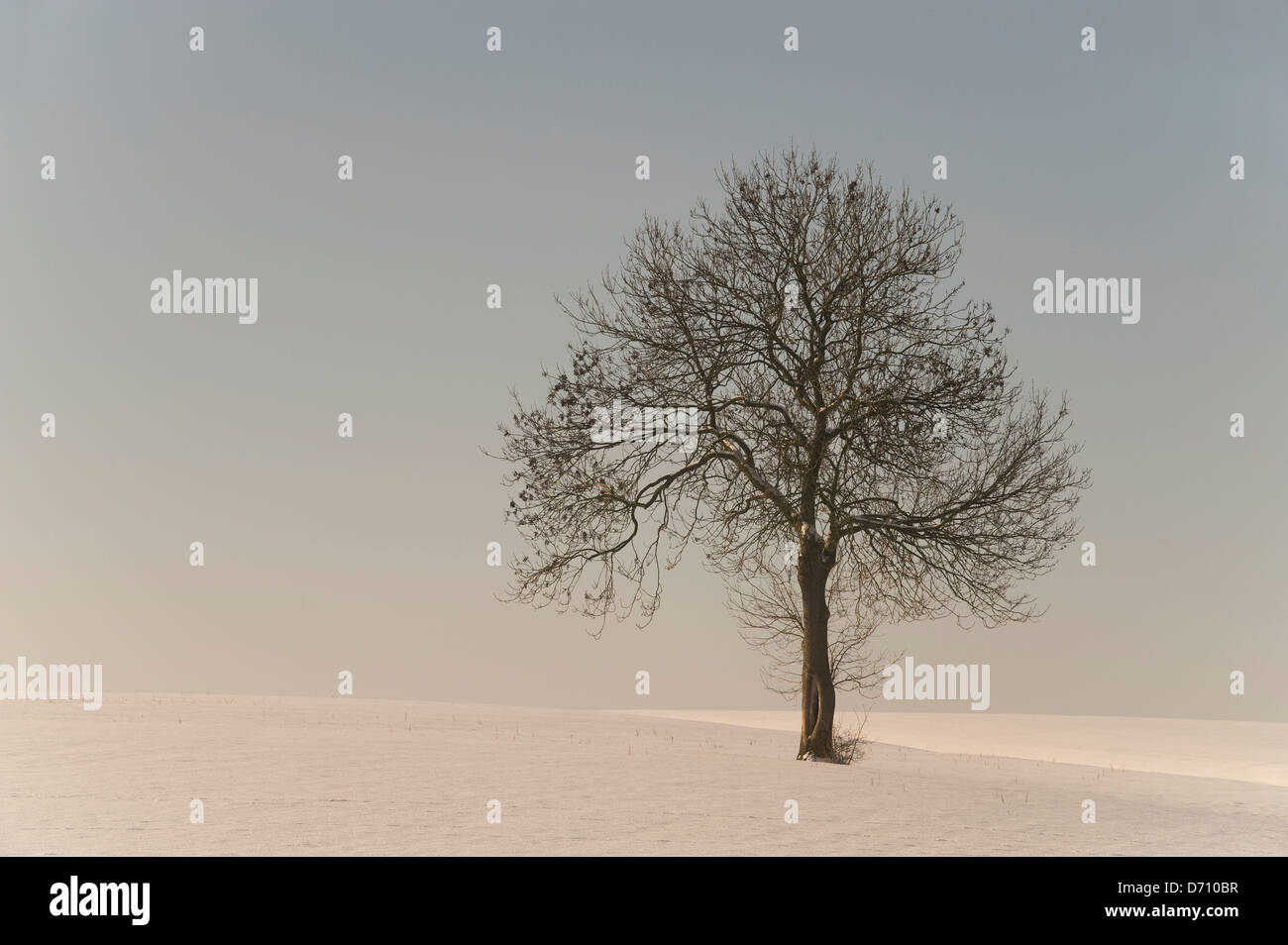 Single tree in winter landscape hi-res stock photography and images - Alamy