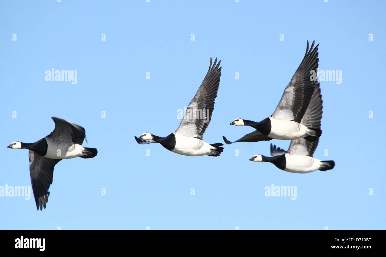 Group of Barnacle Goose (Branta leucopsis) in flight Stock Photo - Alamy