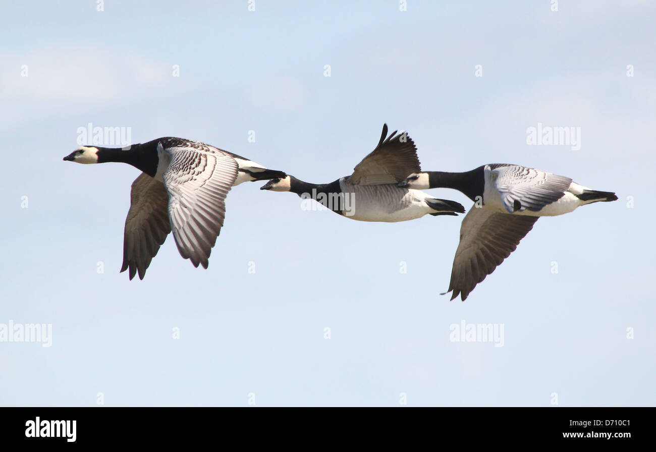 Strong Flying Geese High Resolution Stock Photography and Images - Alamy
