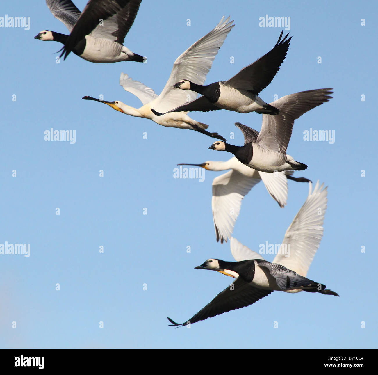 Large flock of Barnacle Geese (Branta leucopsis) in flight Stock Photo ...