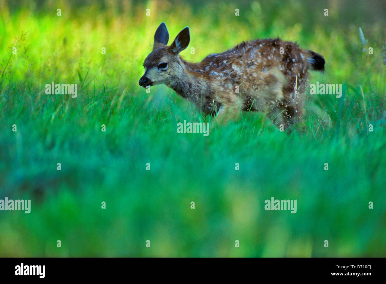 Canada, Vancouver Island, Black Tailed Deer (Odocoileus hemionus ...