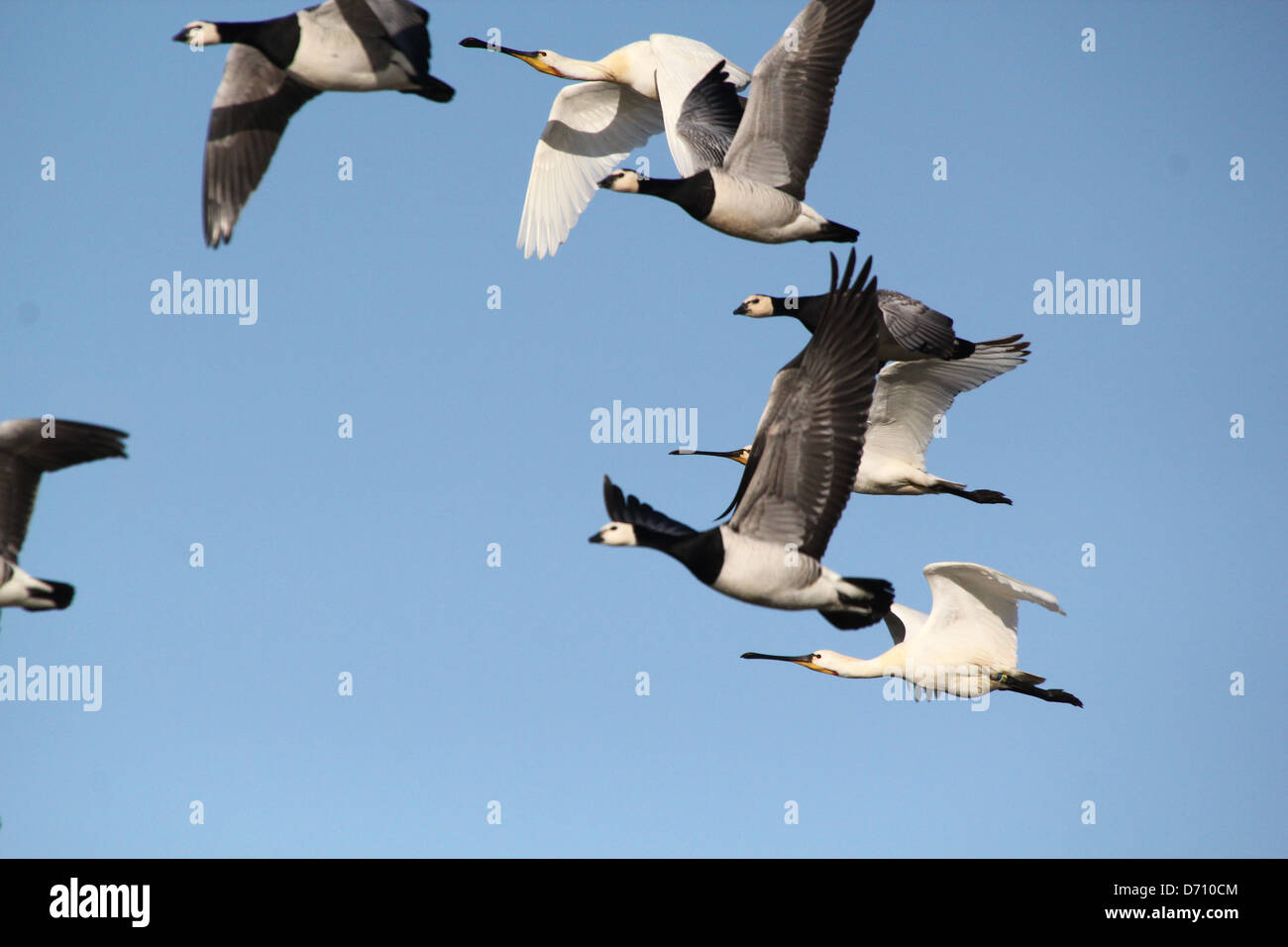 Large flock of Barnacle Geese (Branta leucopsis) in flight Stock Photo ...