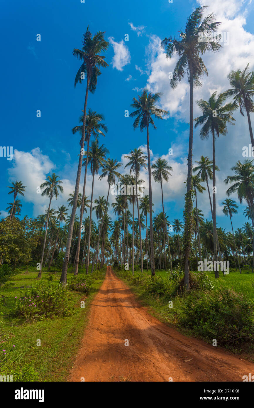 Road Through Palm Trees High Resolution Stock Photography and Images ...