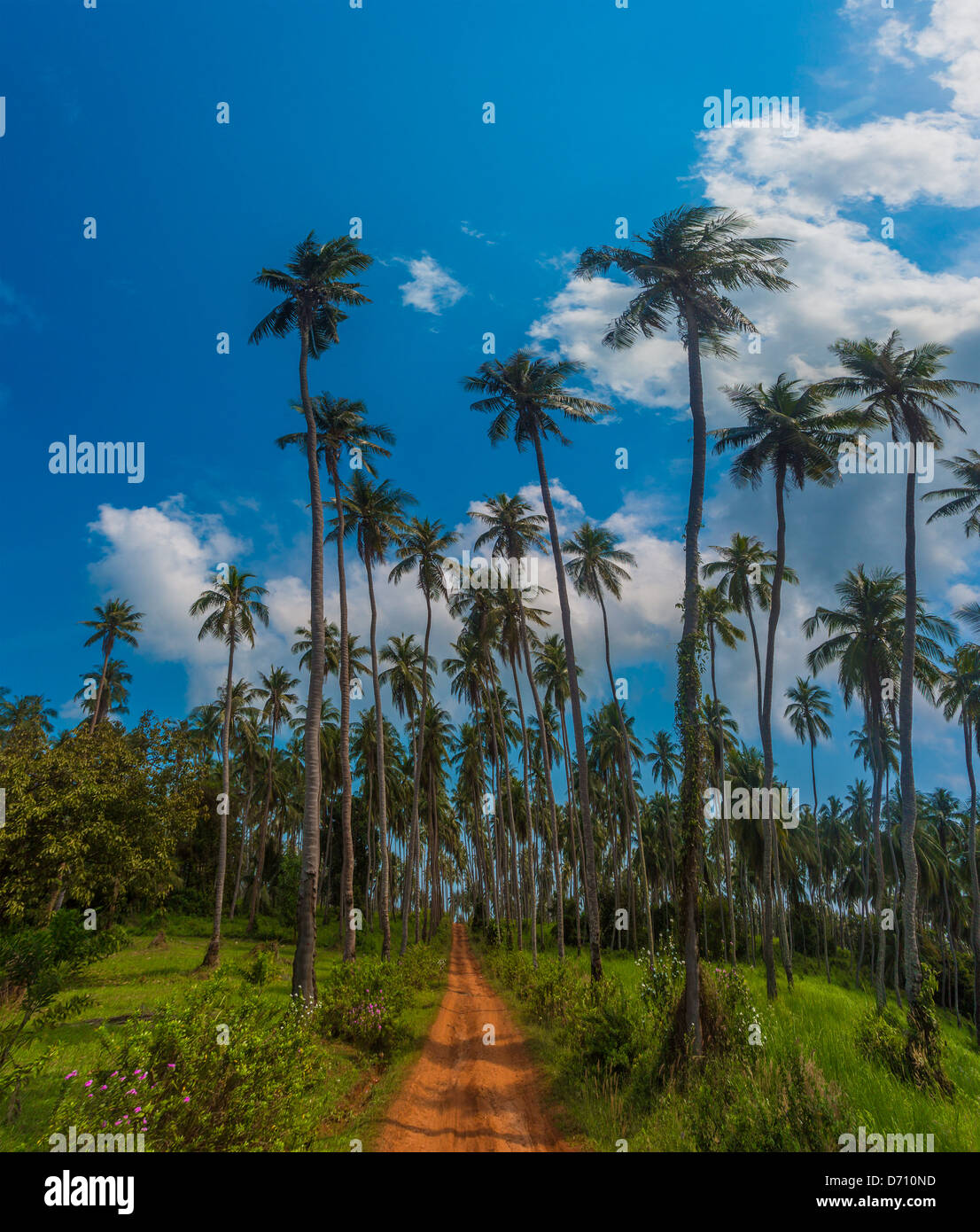 Palm forest hi-res stock photography and images - Alamy