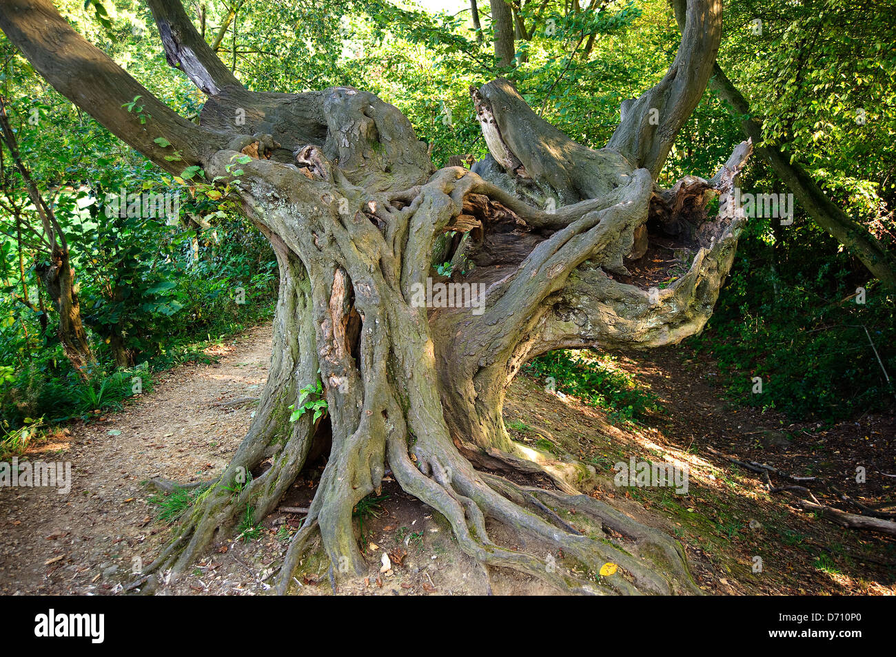Big Willow Tree High Resolution Stock Photography and Images - Alamy