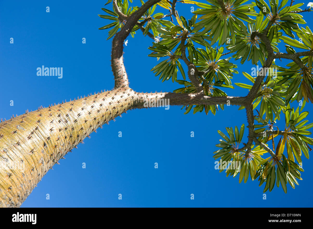 Thorny Palm High Resolution Stock Photography and Images - Alamy