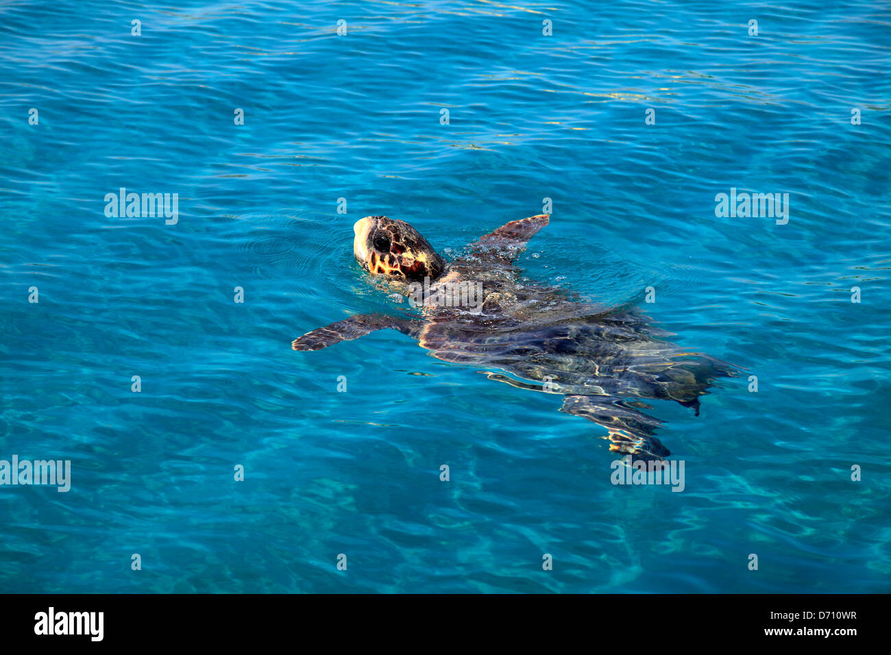 Loggerhead Turtle ( Carreta caretta ) in the sea at Laganas resort ...