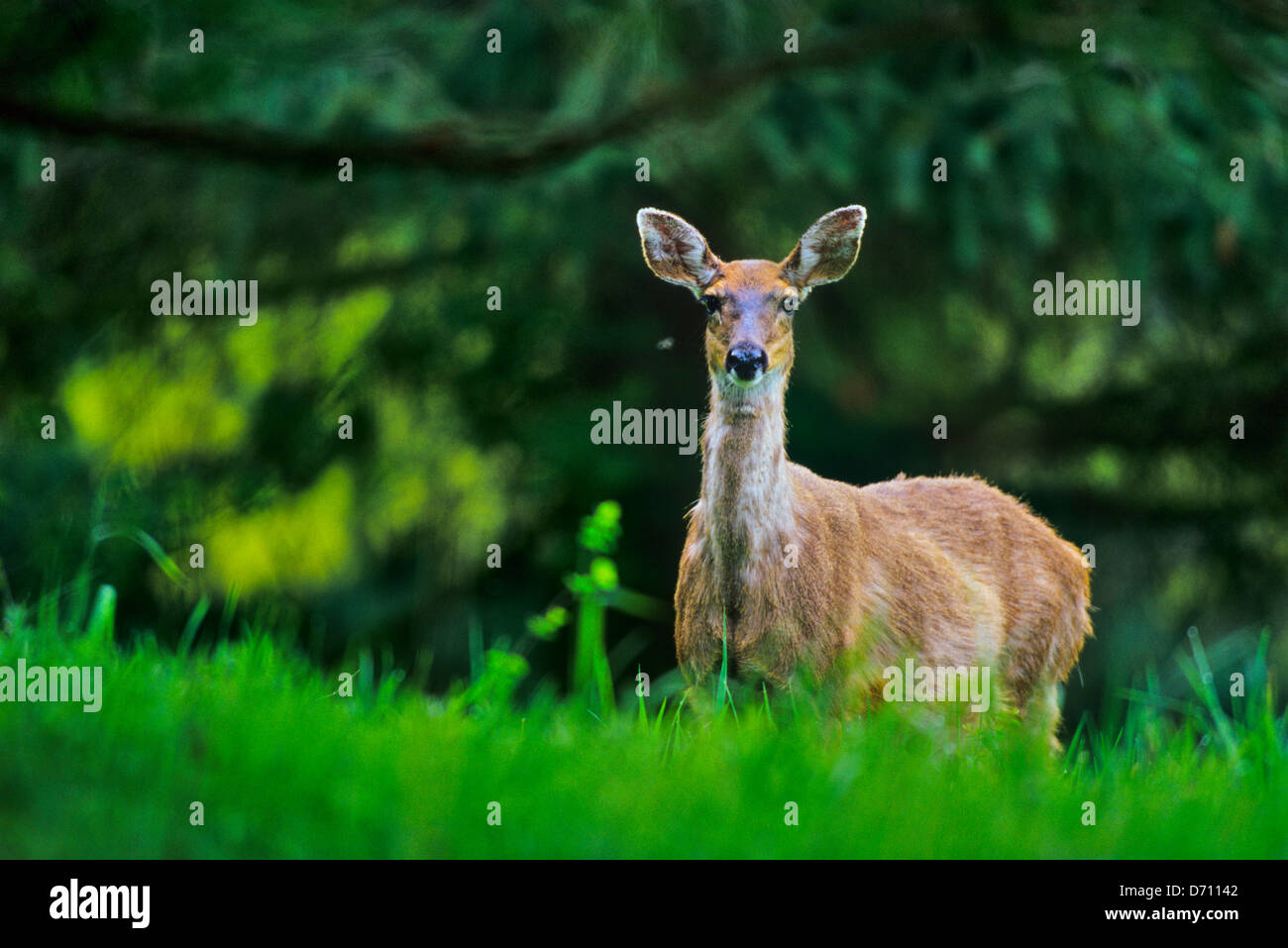 USA, Washington state, Olympic National Park, Black Tailed Deer ...