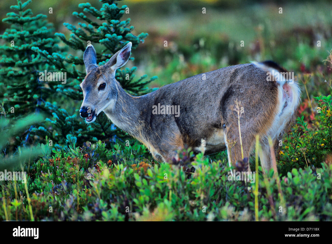USA, Washington state, Olympic National Park, Black Tailed Deer ...