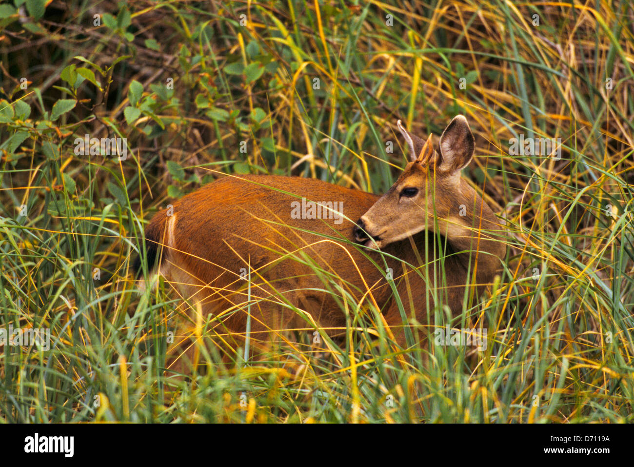 USA, Washington state, Olympic National Park, Black Tailed Deer ...