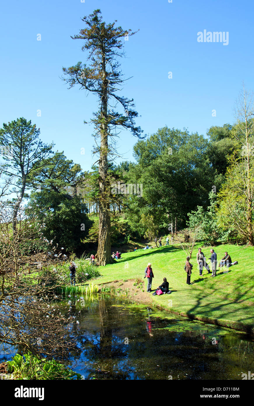 Tregothnan gardens hi-res stock photography and images - Alamy