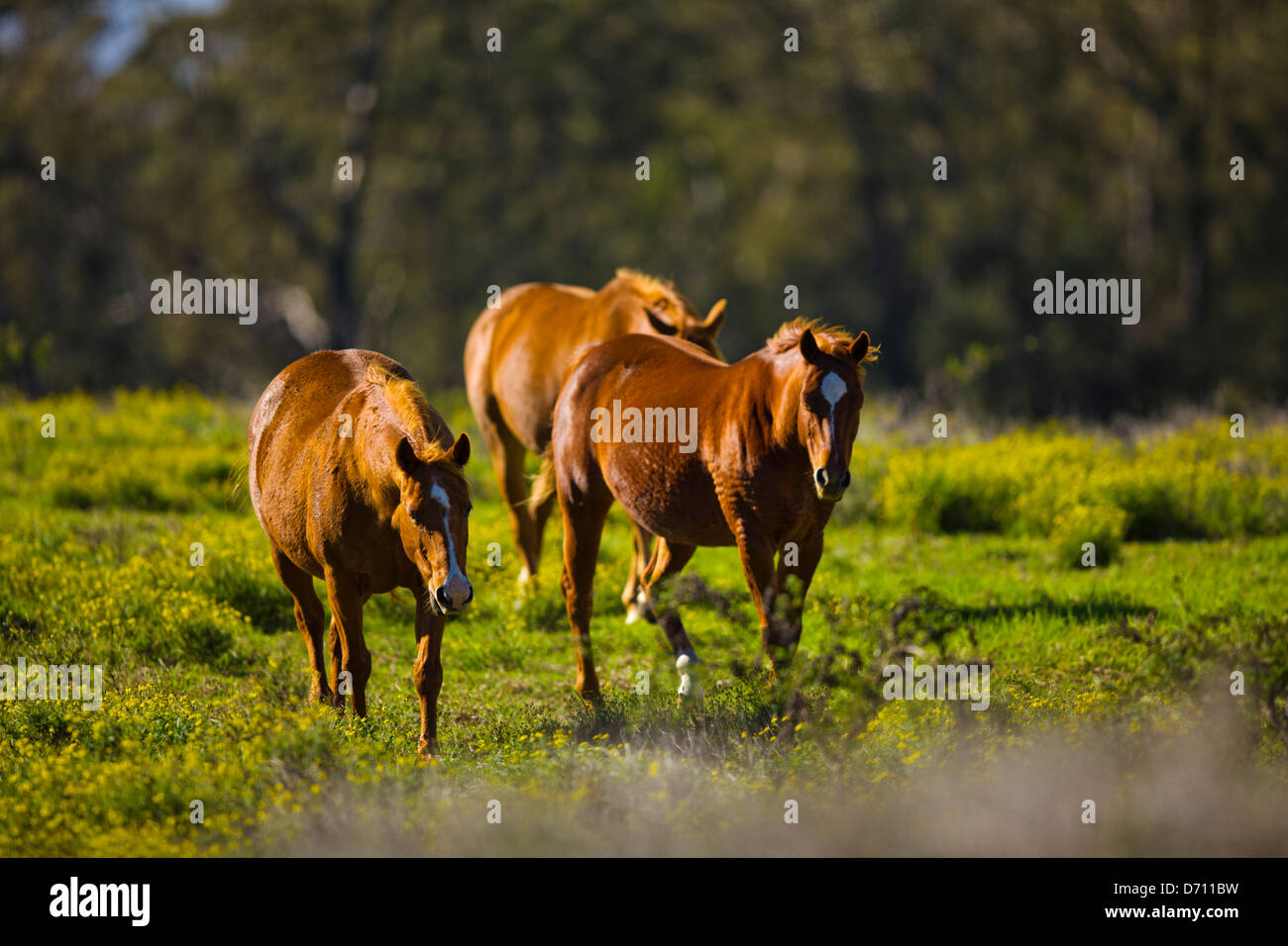 Three horses in a ranch, Maui, Hawaii, USA Stock Photo - Alamy