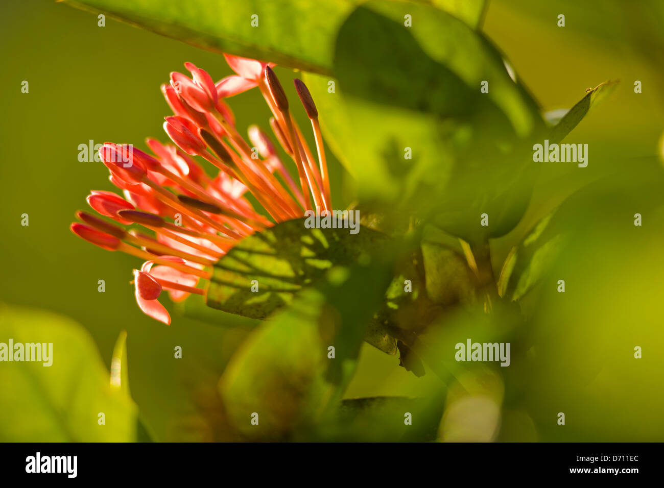 Close-up of Jungle geranium (Ixora coccinea), Maui, Hawaii, USA Stock ...
