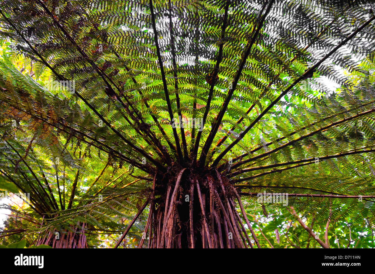 New Zealand Tree Fern Stock Photos & New Zealand Tree Fern Stock Images ...
