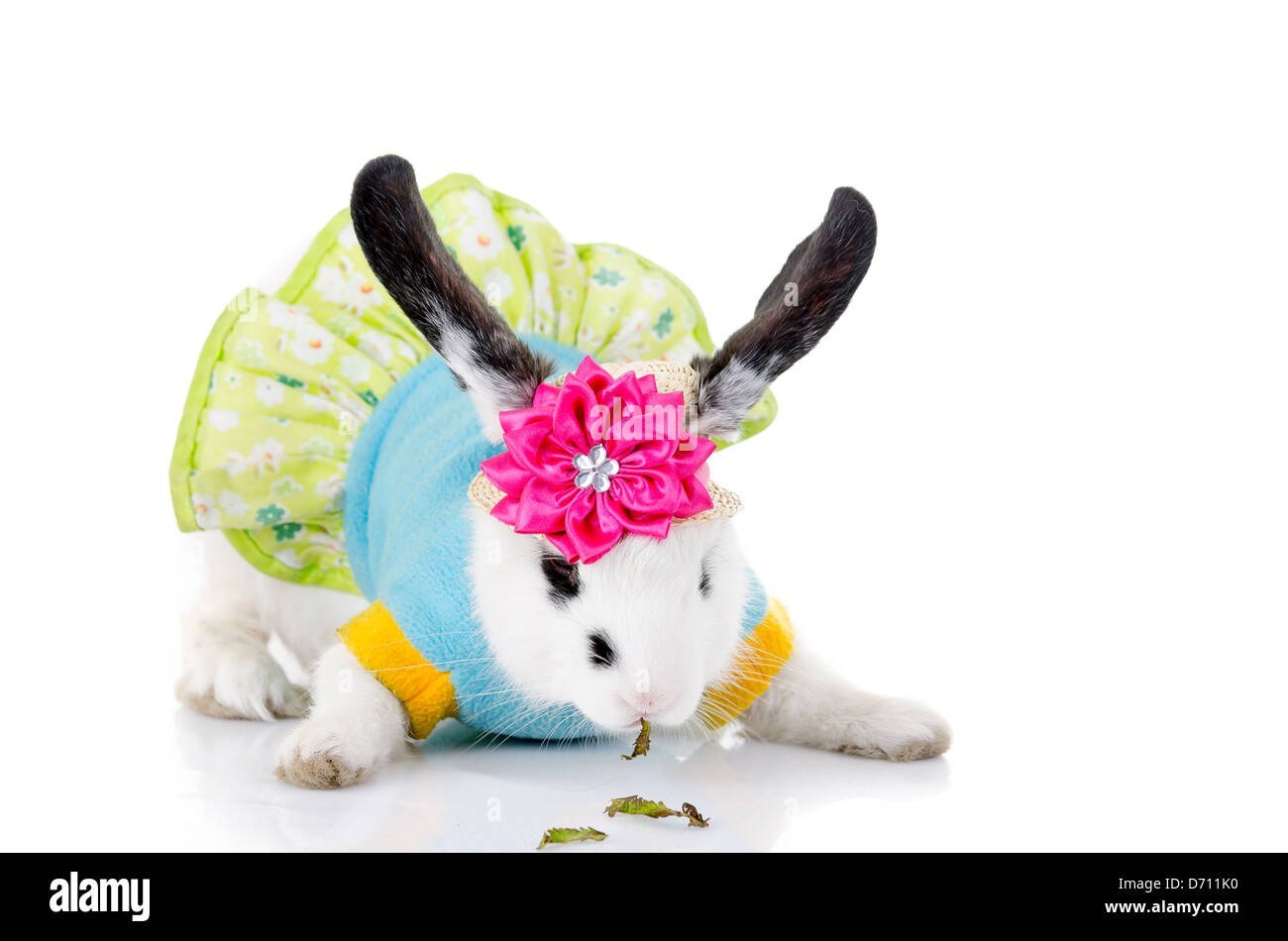 small rabbit IN A DRESS with flower Stock Photo - Alamy