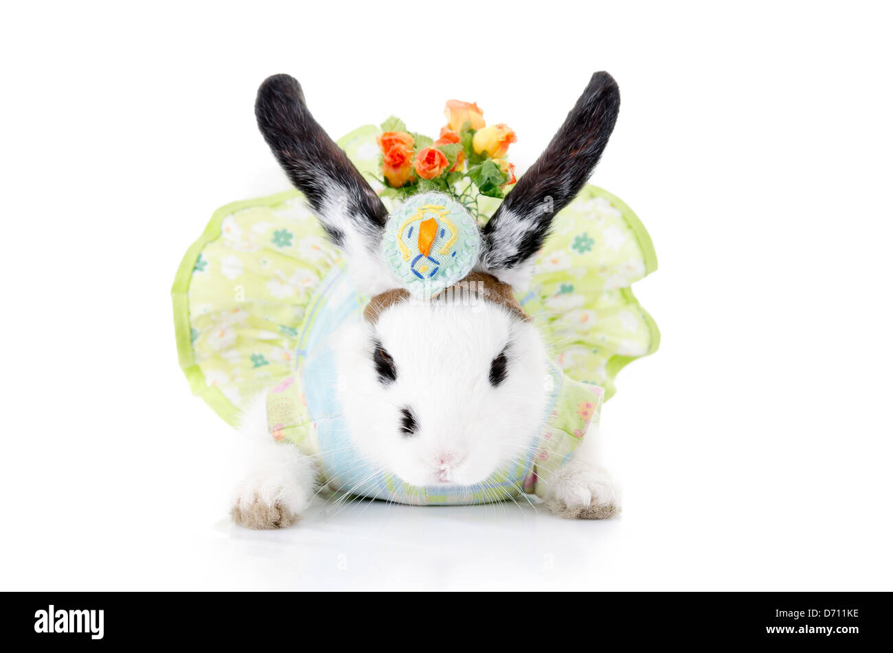 funny rabbit with green dress and hat Stock Photo - Alamy