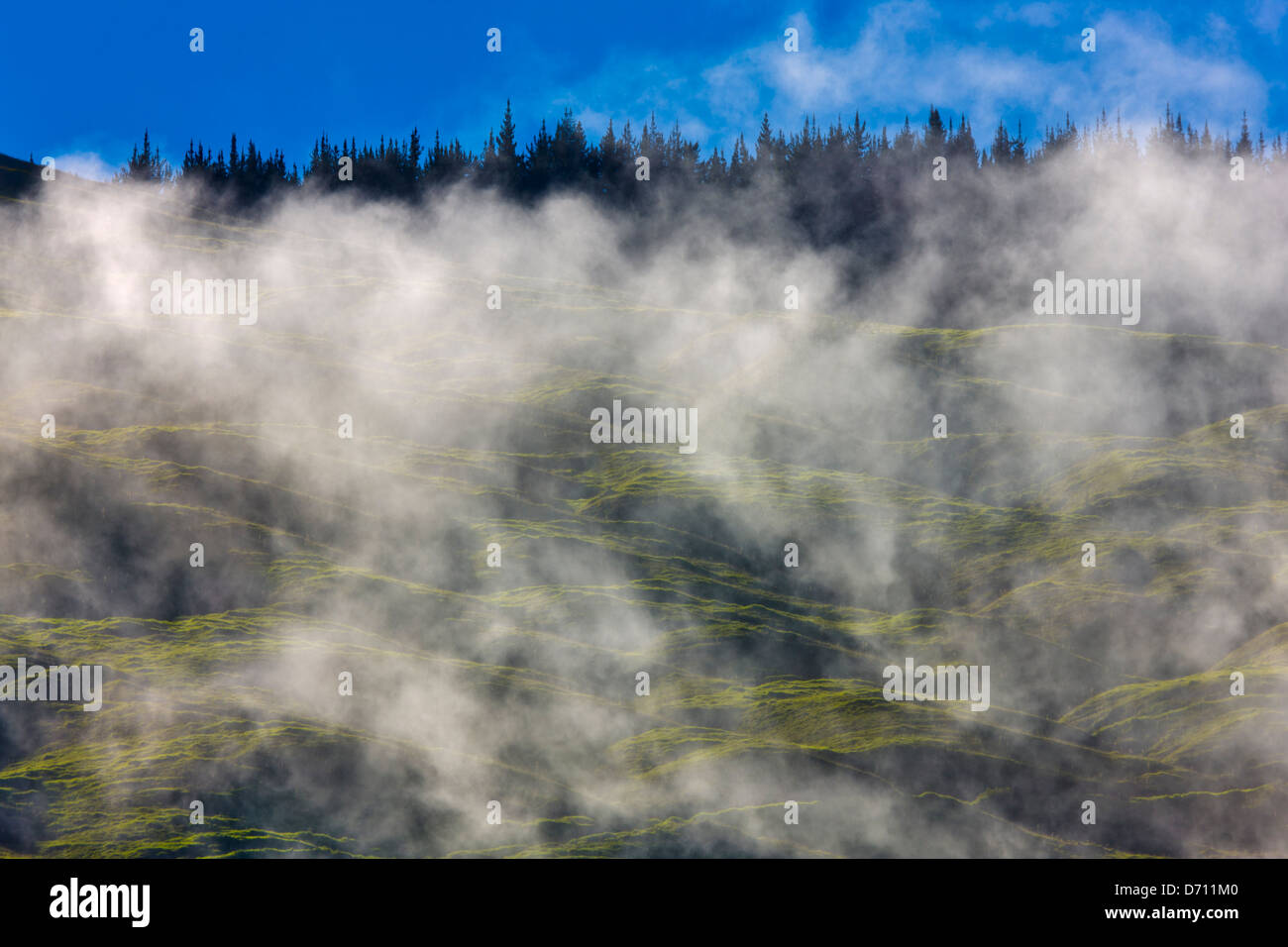Pasture in fog, Maui, Hawaii, USA Stock Photo - Alamy