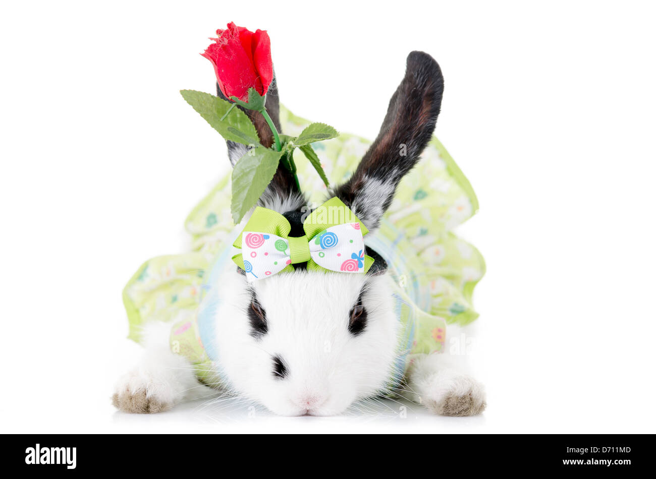 small rabbit IN A DRESS with flower Stock Photo - Alamy