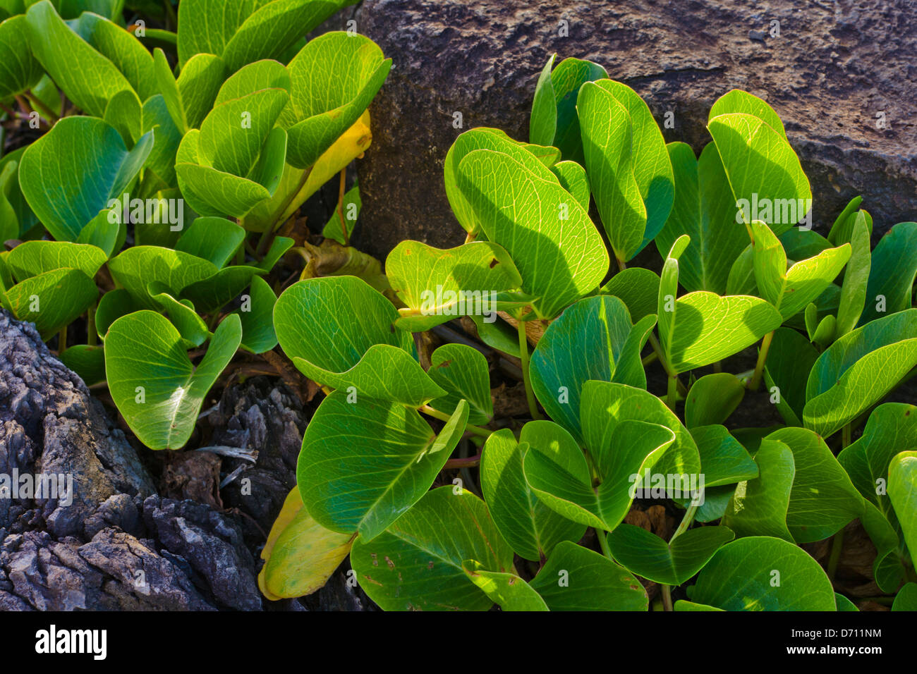 Ground cover on West Maui shore, Hawaii, USA Stock Photo - Alamy