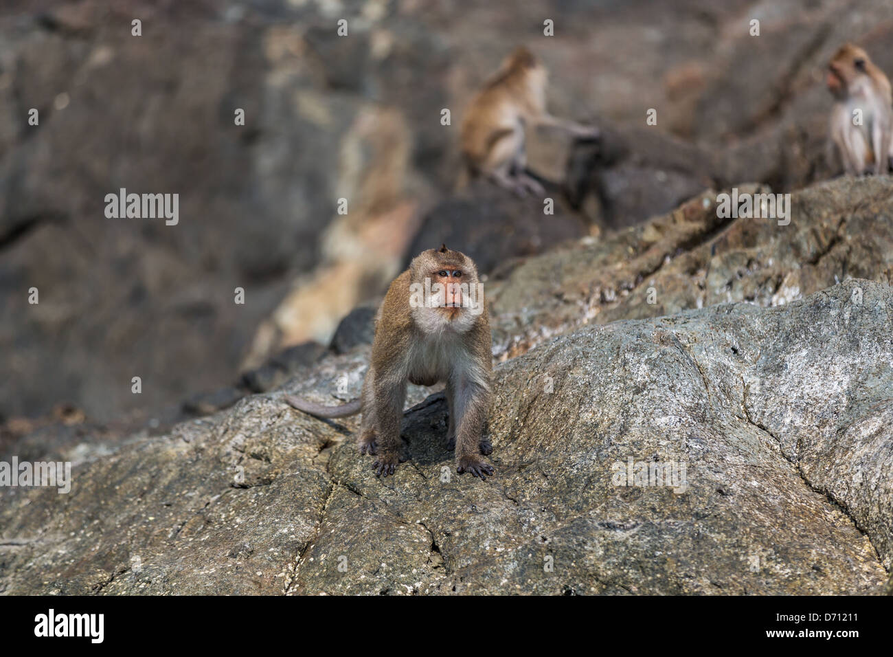 Monkey on the rocks Stock Photo - Alamy