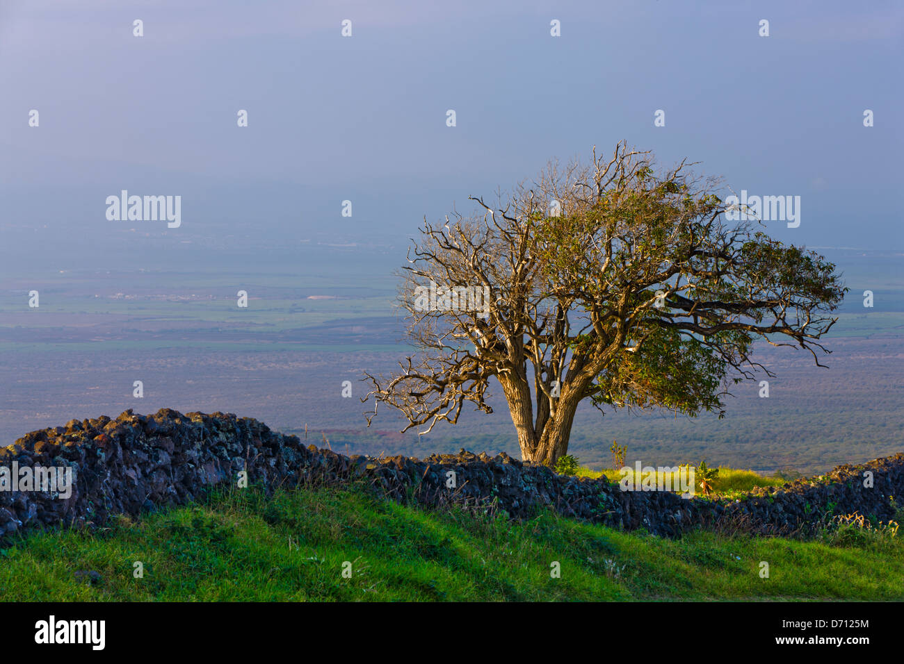 Tree with stone fence in a pasture, Maui, Hawaii, USA Stock Photo - Alamy