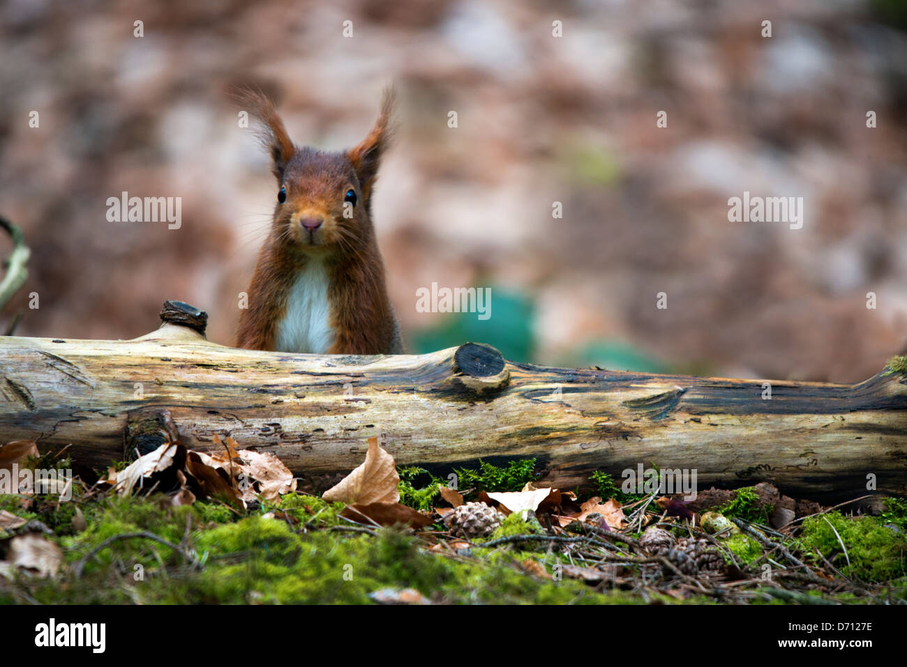 Tufty squirrel hi-res stock photography and images - Alamy