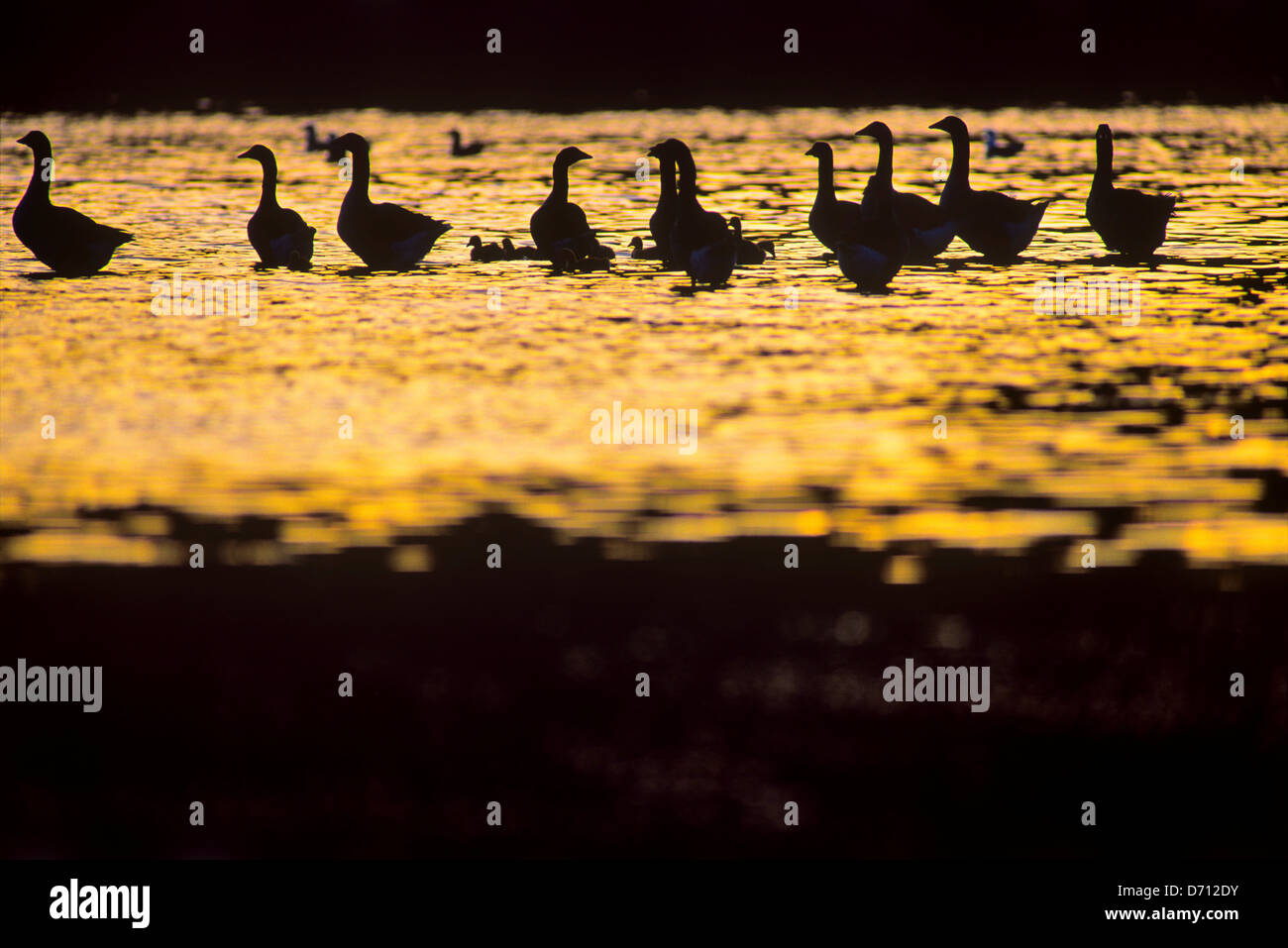 Canada, Vancouver Island, Norwegian White Geese Stock Photo - Alamy