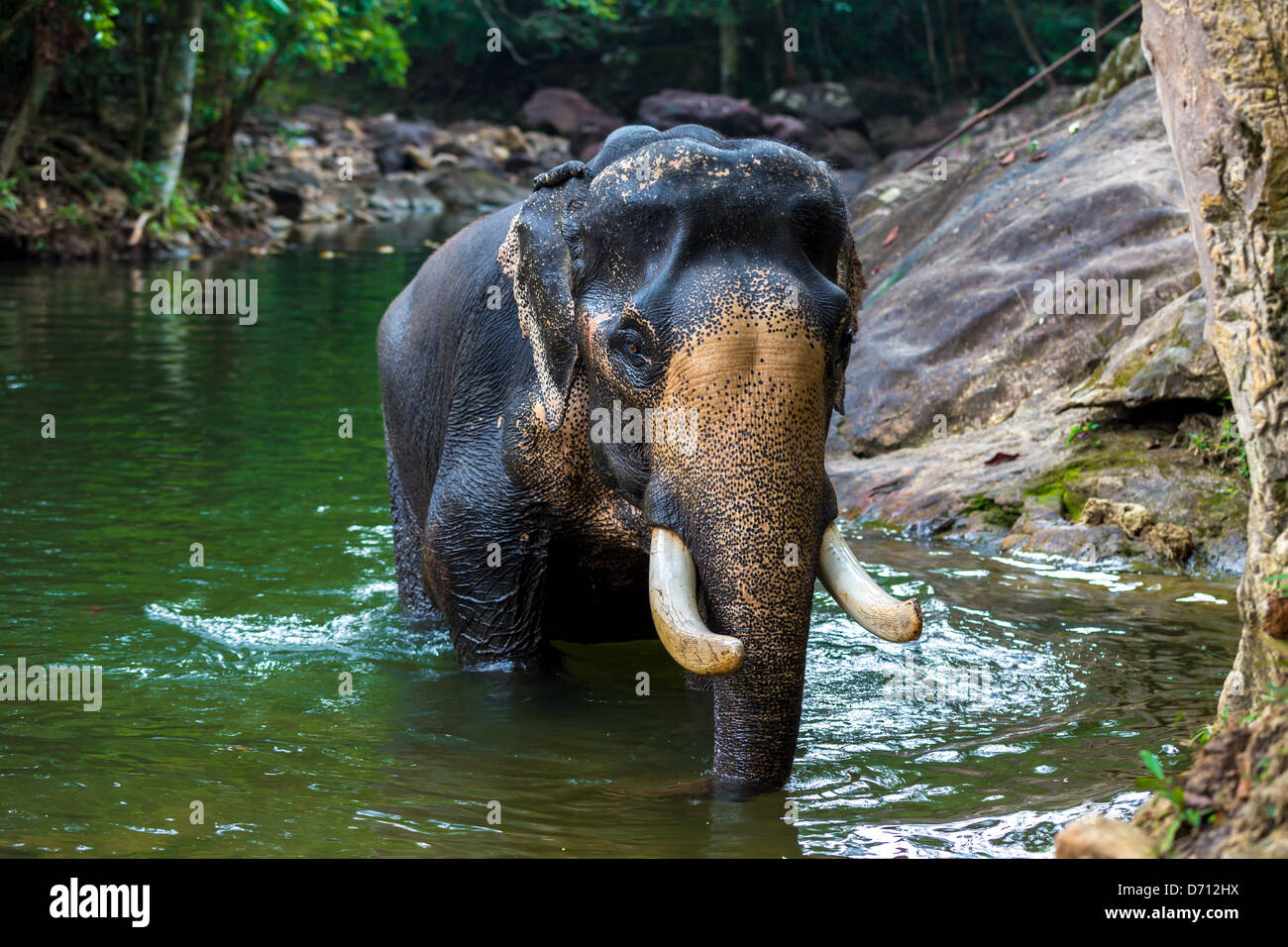 Elephants walking in water hi-res stock photography and images - Alamy