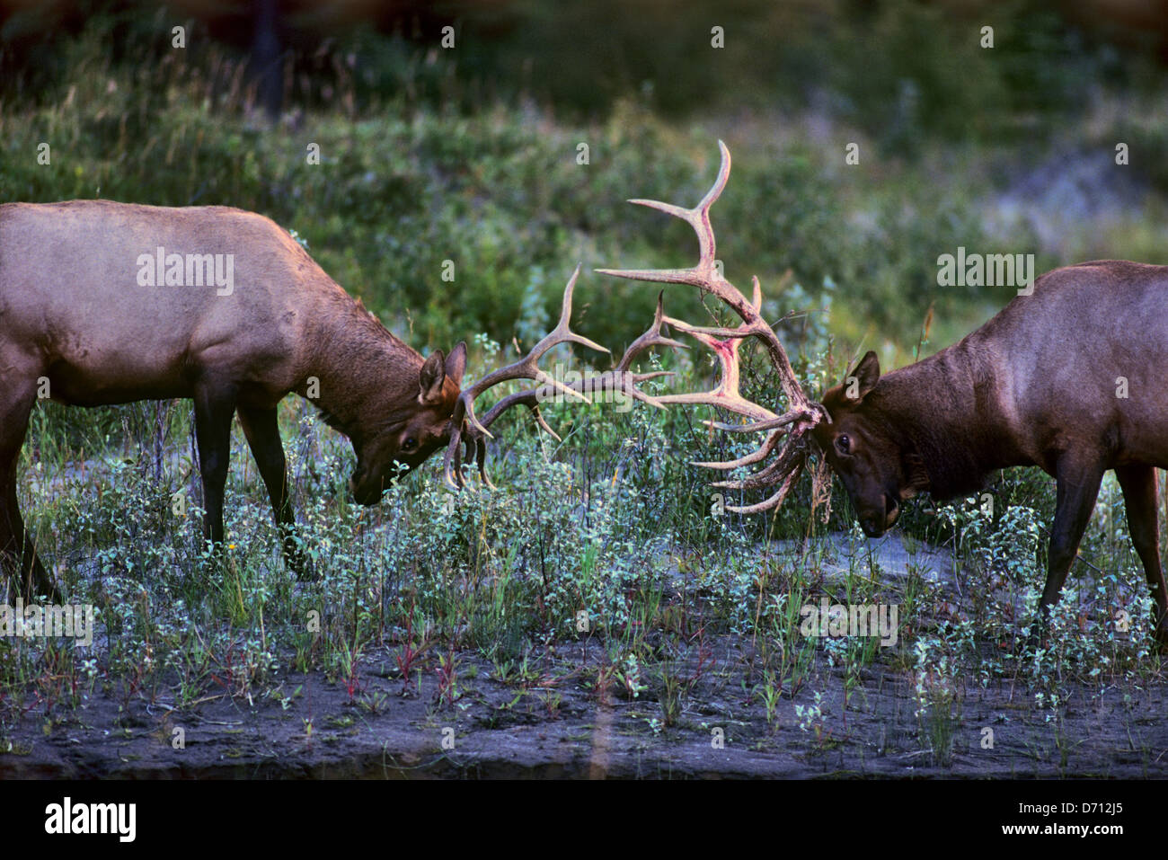 Canada, Alberta, Elk, Jasper National Park Stock Photo - Alamy