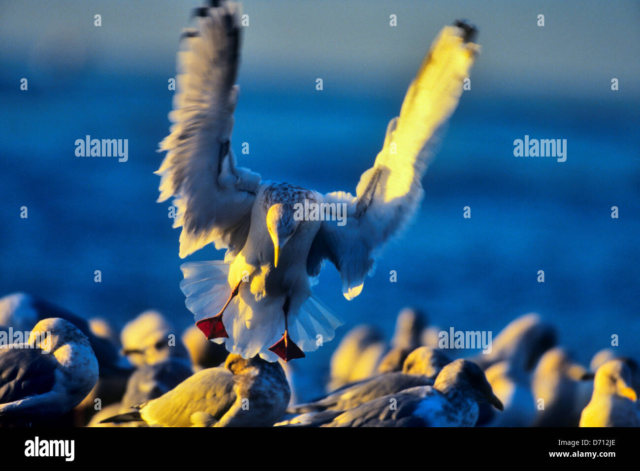 Canada, Vancouver Island, Glaucous-winged Gull Stock Photo - Alamy