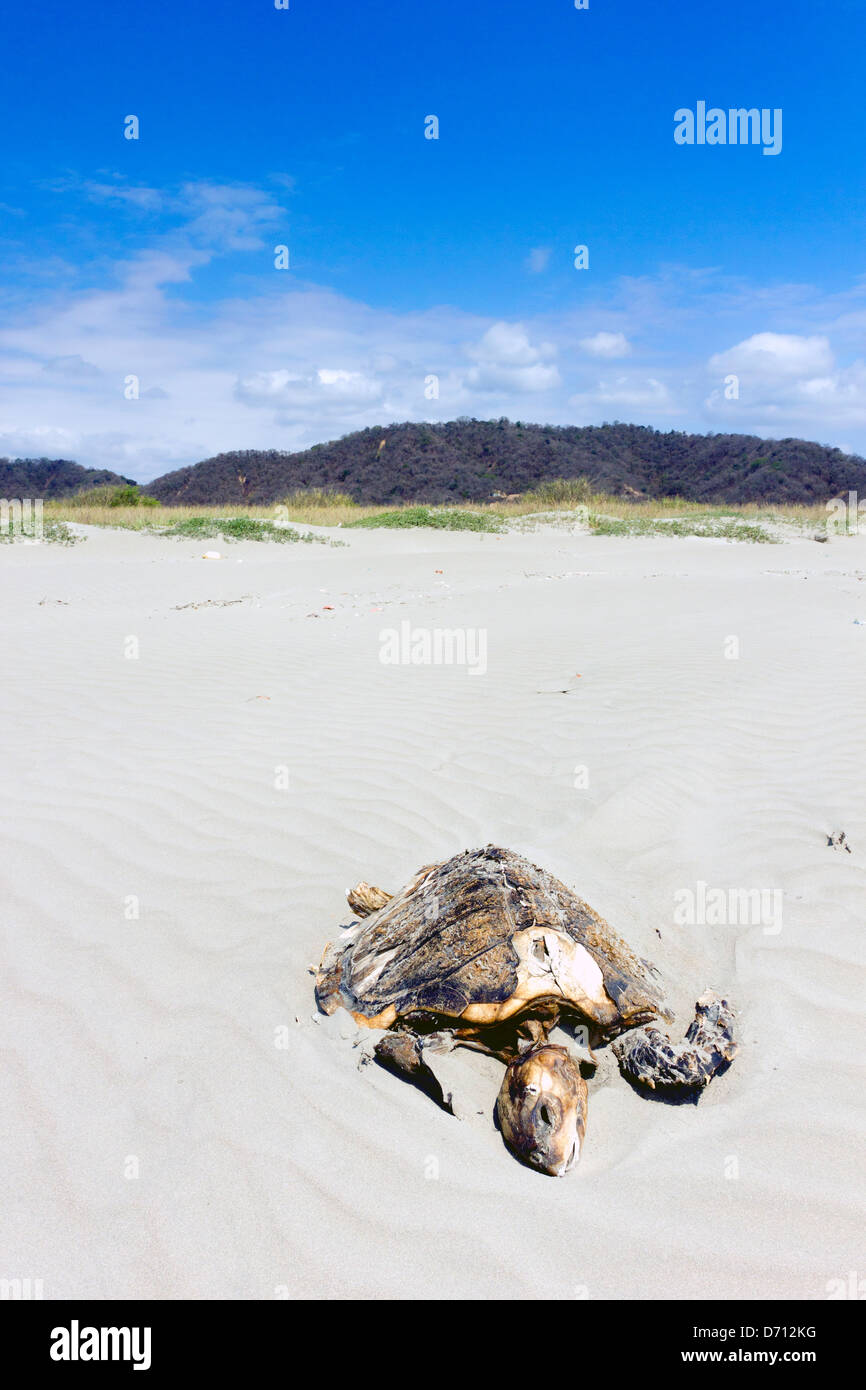 Dead loggerhead turtle on a beach on the Pacific coast of Ecuador Stock ...