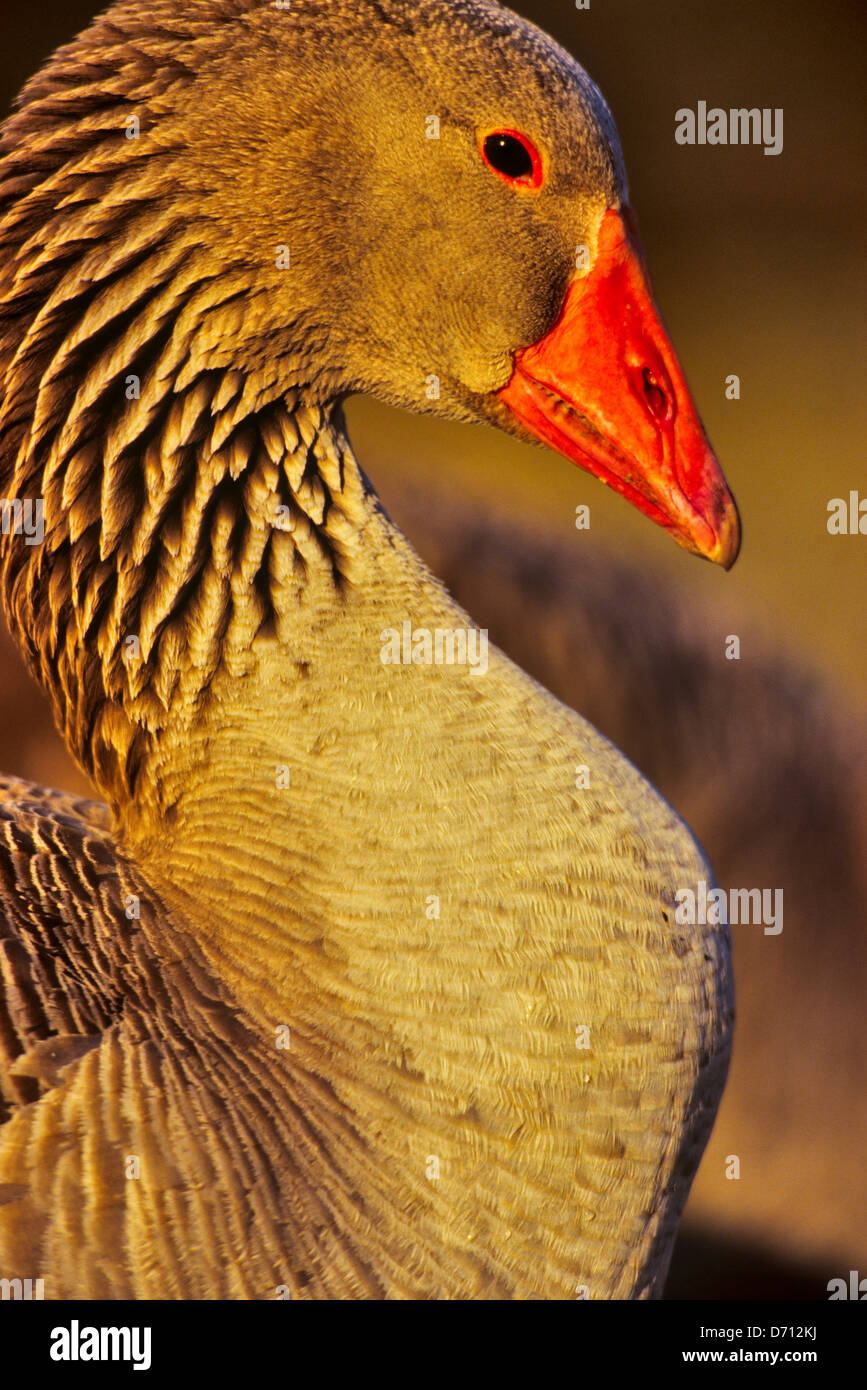 Canada, Vancouver Island, Toulouse Geese Stock Photo - Alamy