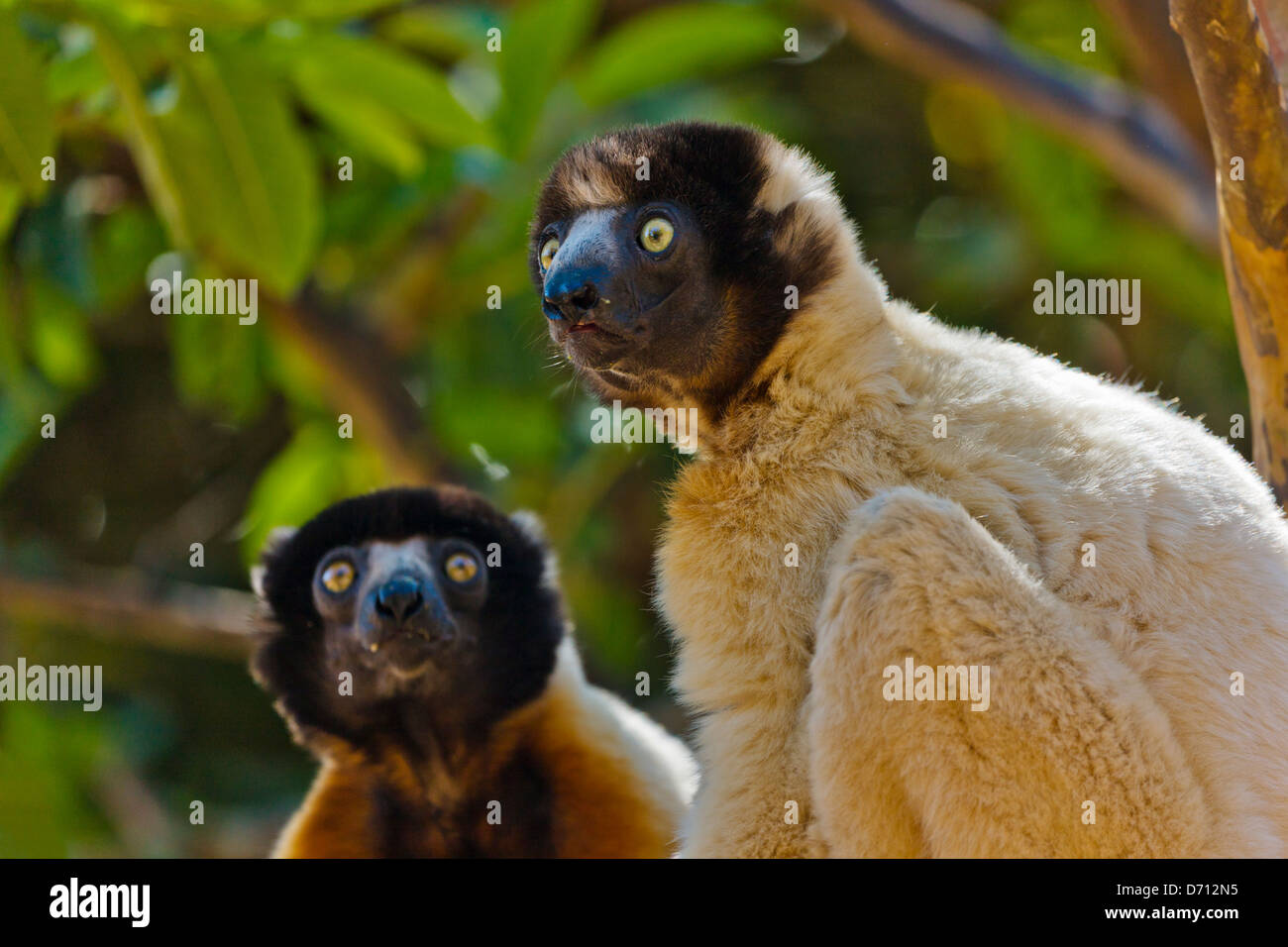 Sifaka (Propithecus) on tree, Perinet Reserve, Madagascar Stock Photo ...