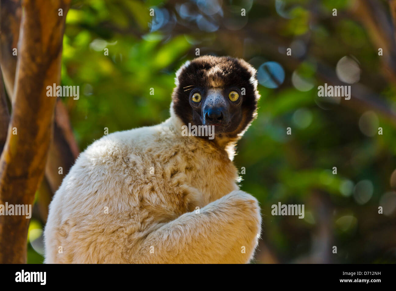 Sifaka (Propithecus) on tree, Perinet Reserve, Madagascar Stock Photo ...