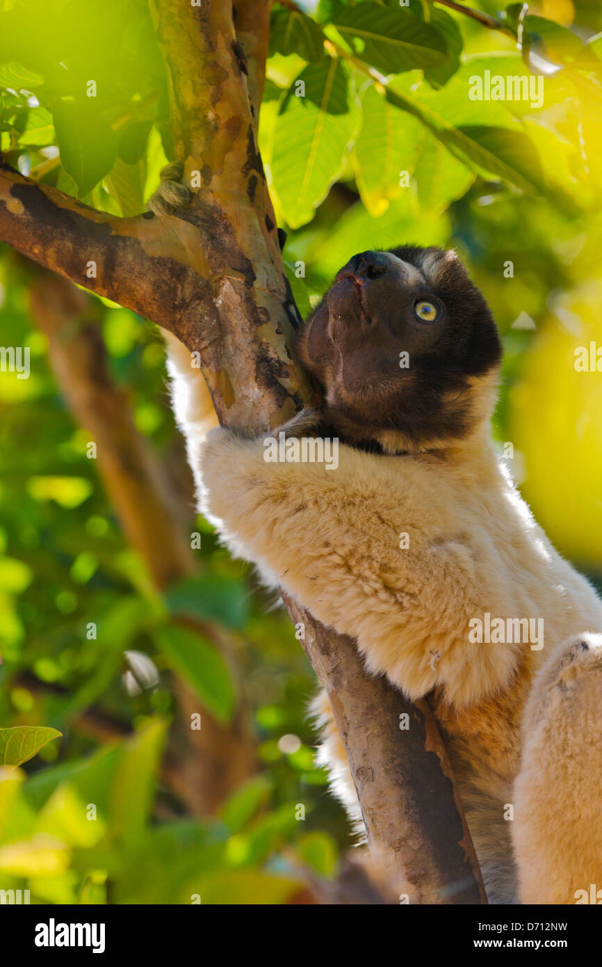 Perinet nature reserve hi-res stock photography and images - Alamy