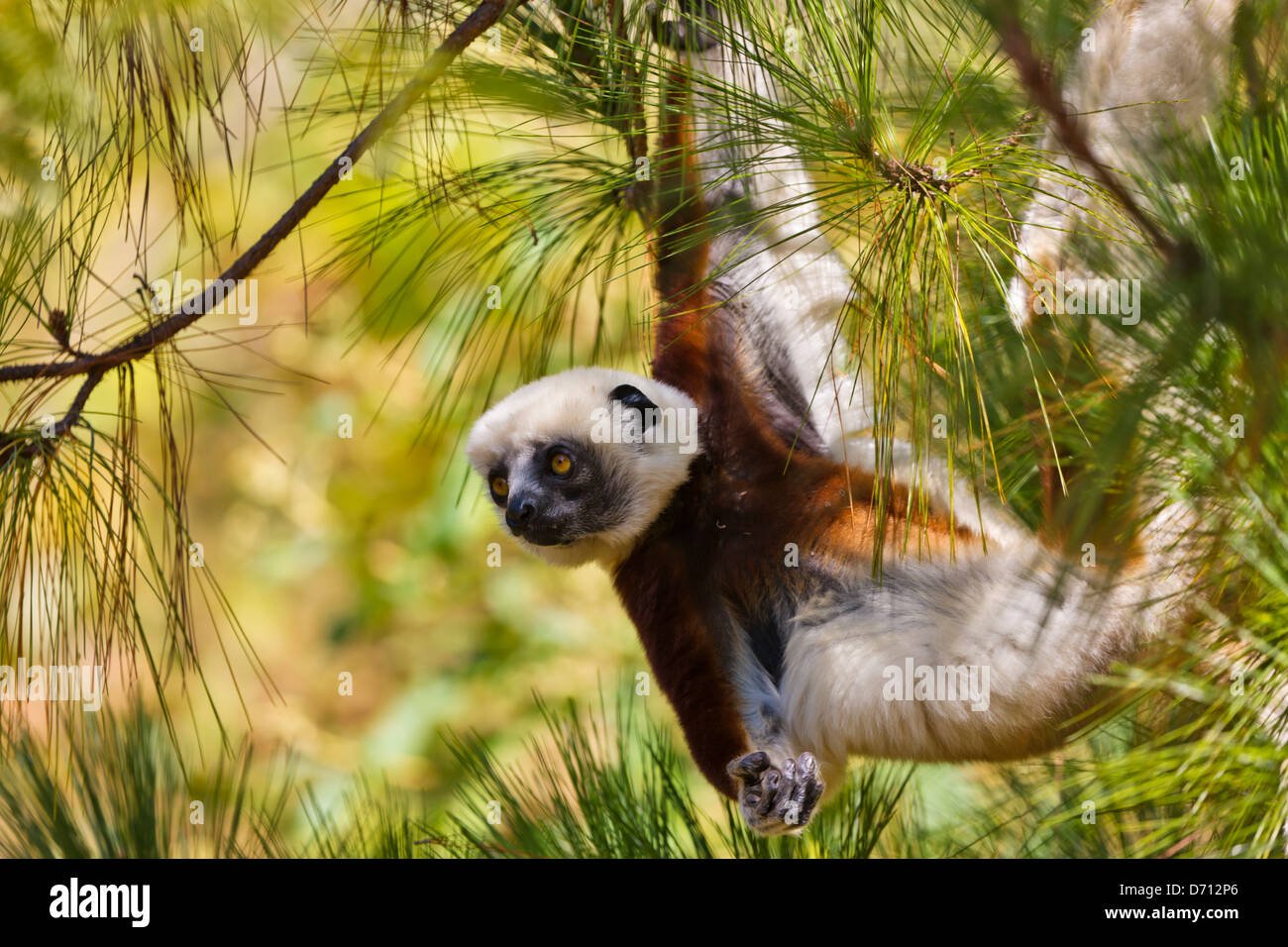 Coquerel's Sifaka (Propithecus coquereli) in the forest, Madagascar ...