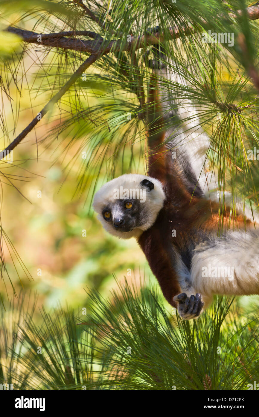 Propithecus coquereli lemur hi-res stock photography and images - Alamy