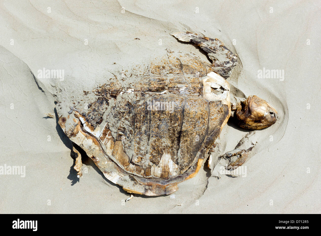 Dead loggerhead turtle on a beach on the Pacific coast of Ecuador Stock ...