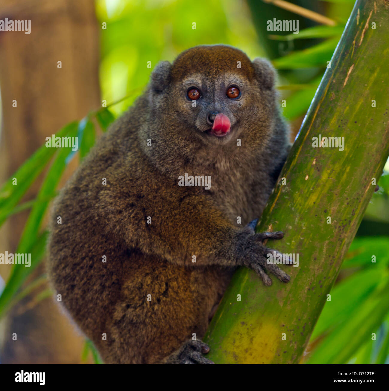 Golden bamboo lemur (Hapalemur aureus) in the bamboo forest, Perinet ...