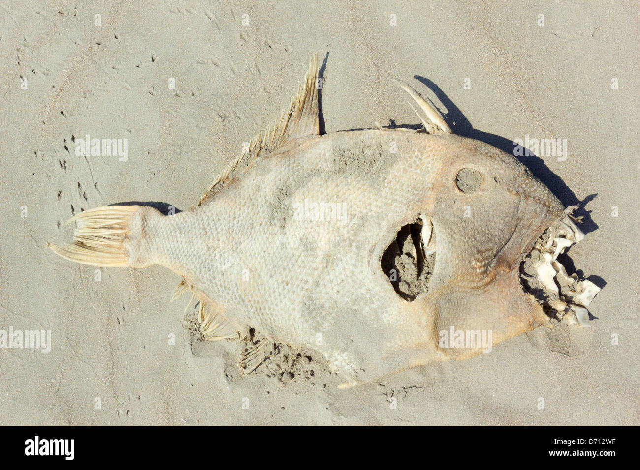 Dead fish on a beach on the Pacific coast of Ecuador Stock Photo - Alamy