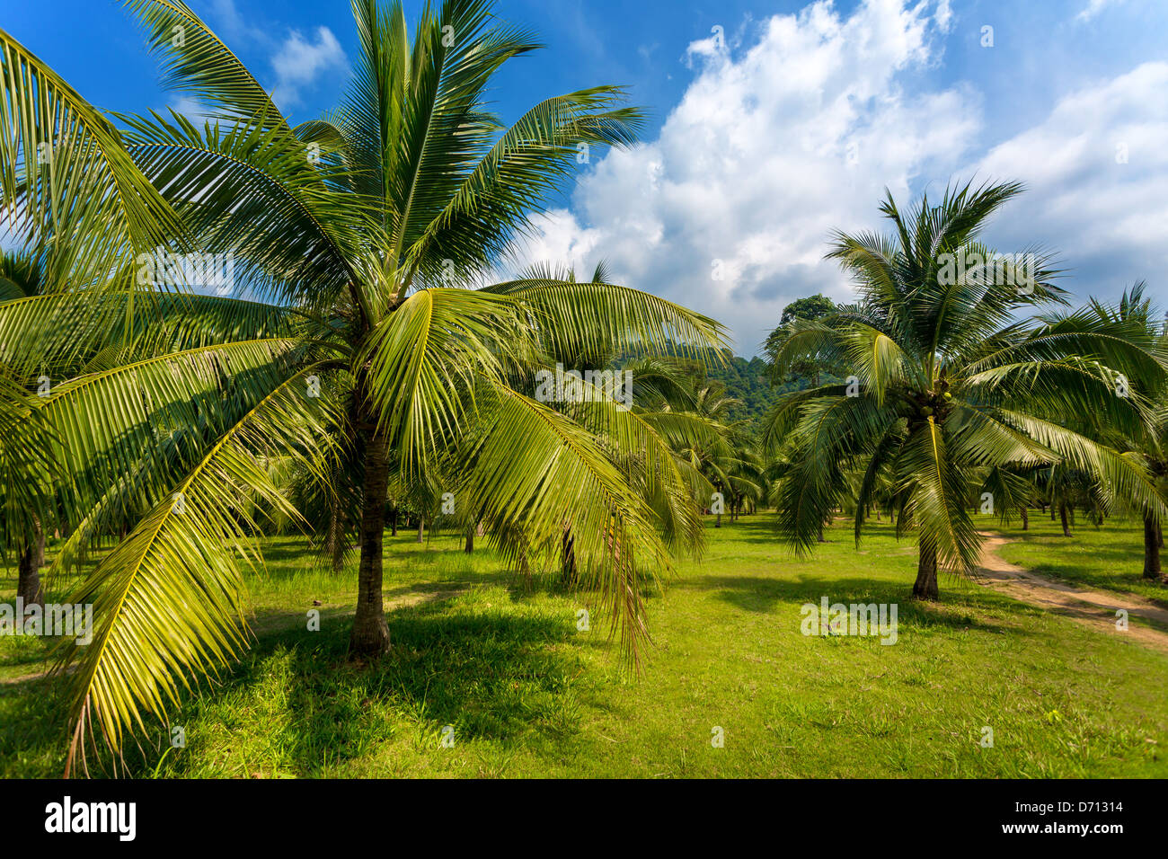 Palm grove date palm trees hi-res stock photography and images - Alamy